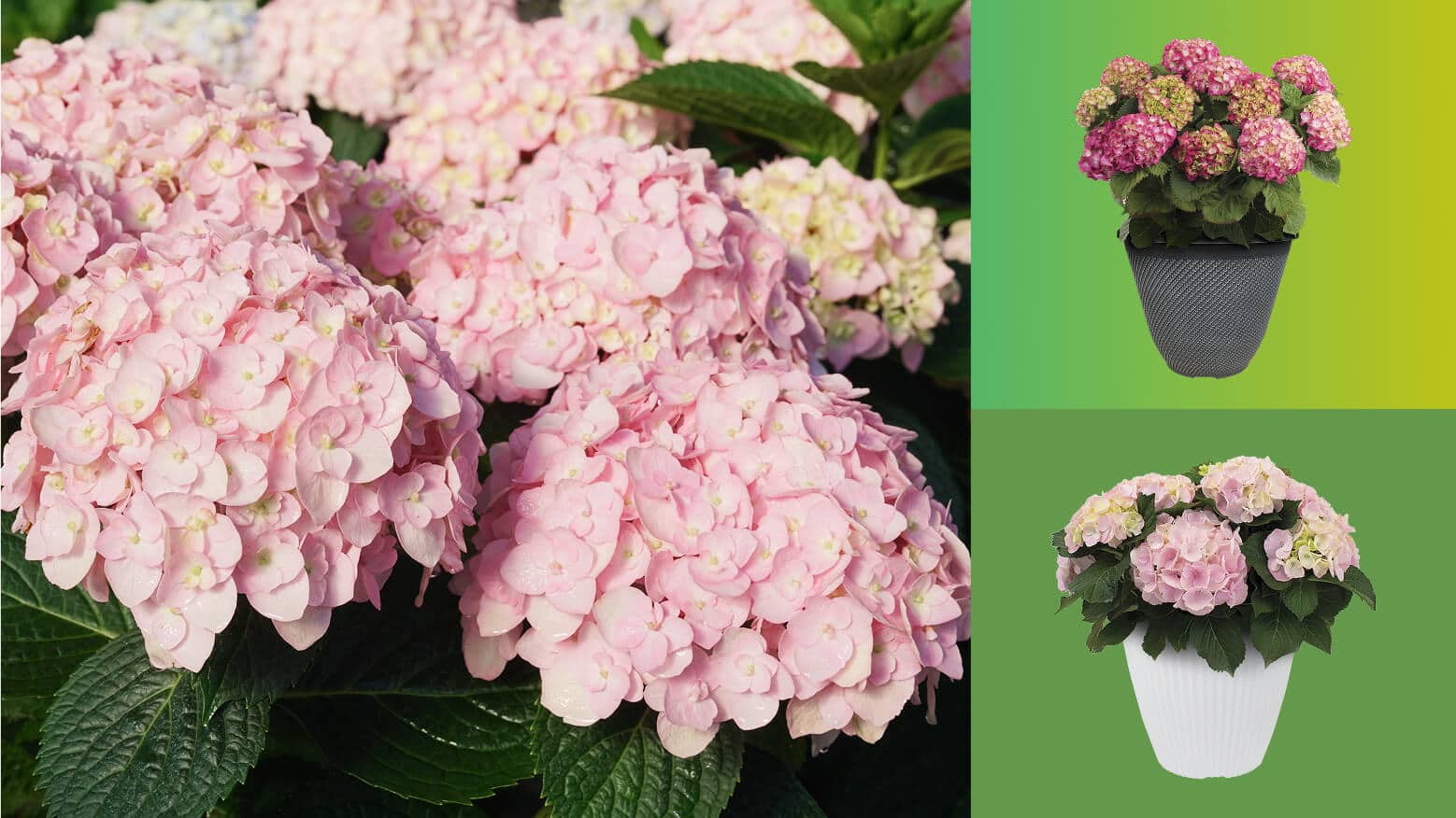 Outdoor Plants - The Home Depot