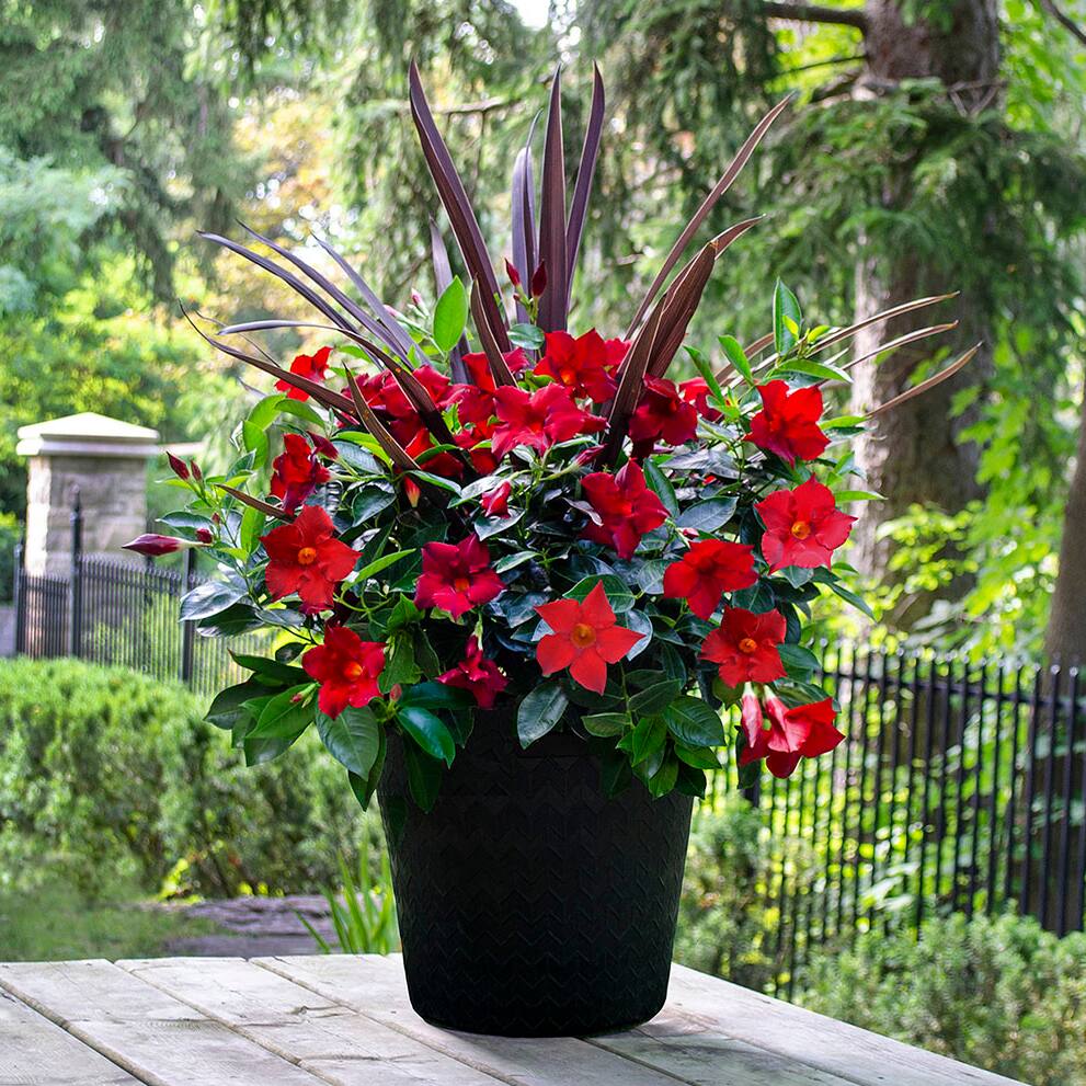 Outdoor Plants - The Home Depot