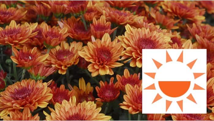 Garden Flowers - The Home Depot