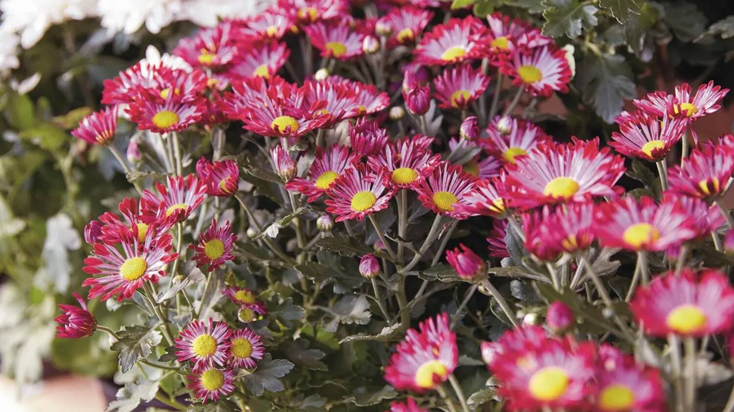 Outdoor Plants - The Home Depot