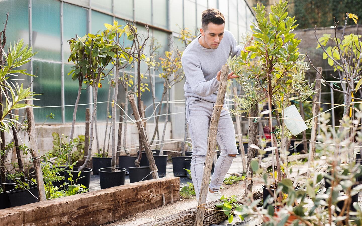 Best Trees For Your Yard - The Home Depot