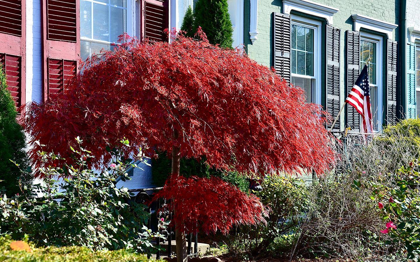 Best Trees For Your Yard - The Home Depot