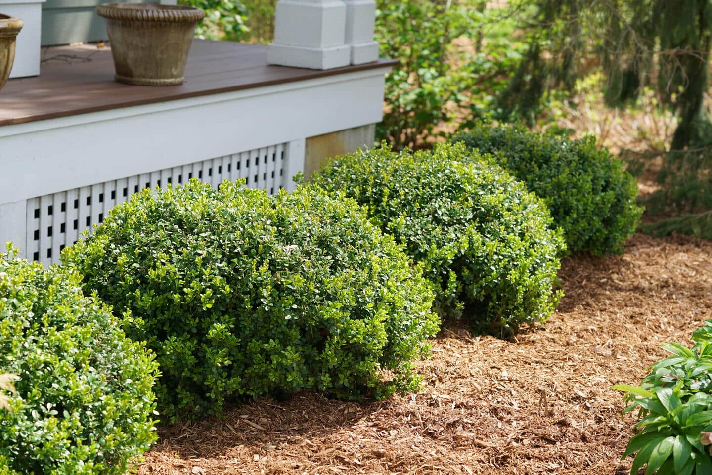 Kinds Of Plants Shrub