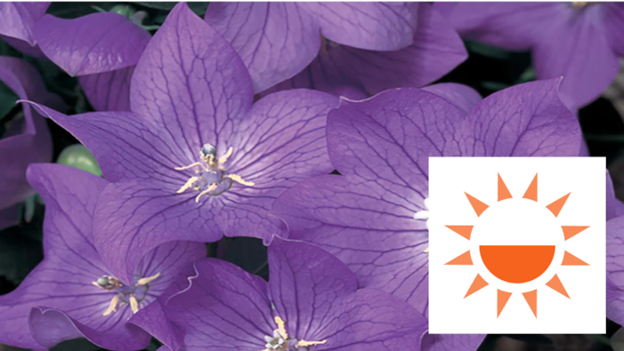 Perennials - The Home Depot