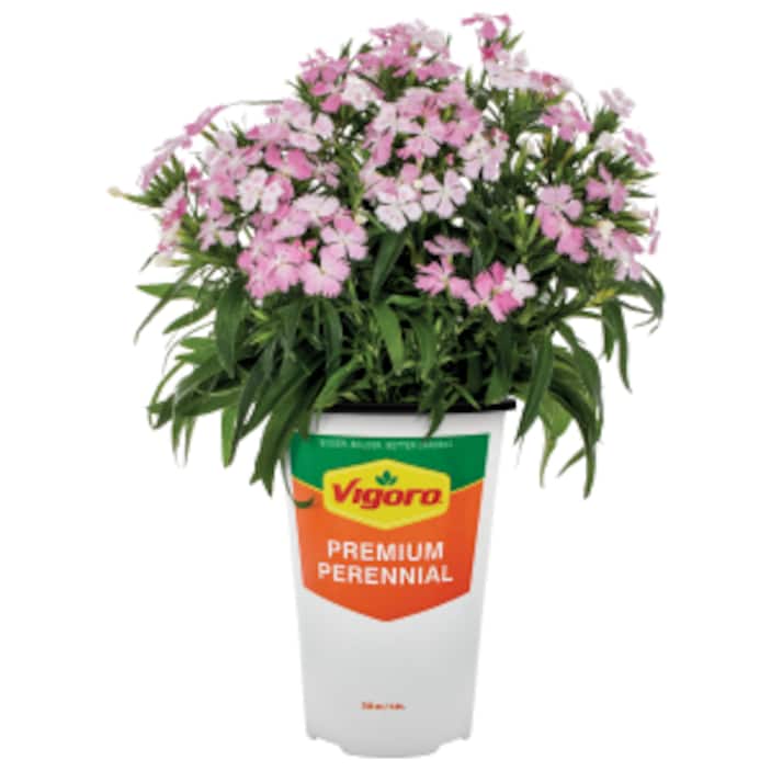 Vigoro - The Home Depot