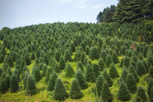 Real Christmas Trees - The Home Depot