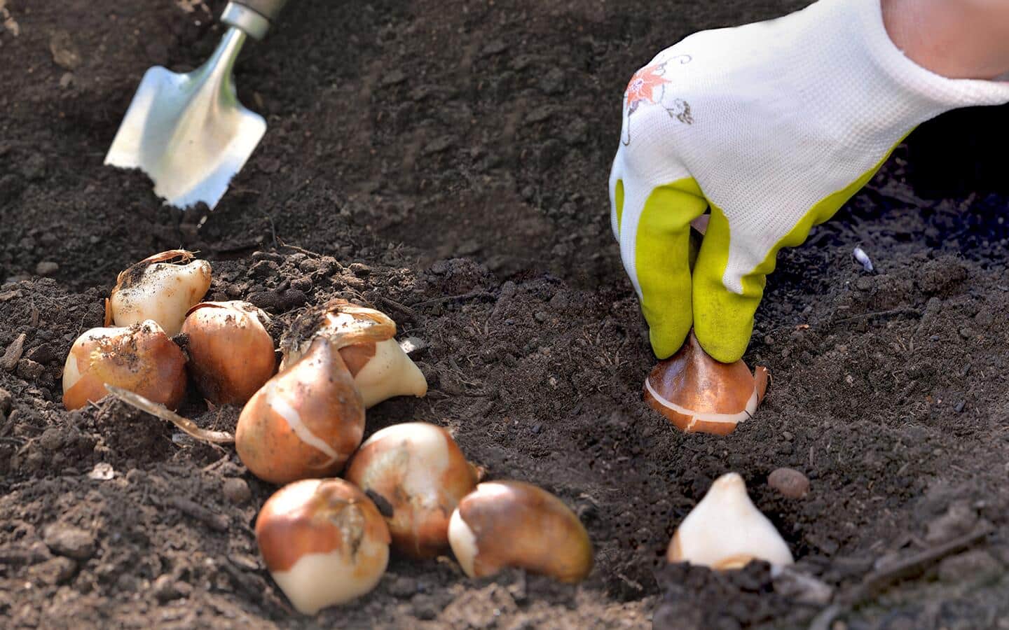 How to Plant Spring-Flowering Bulbs - The Home Depot
