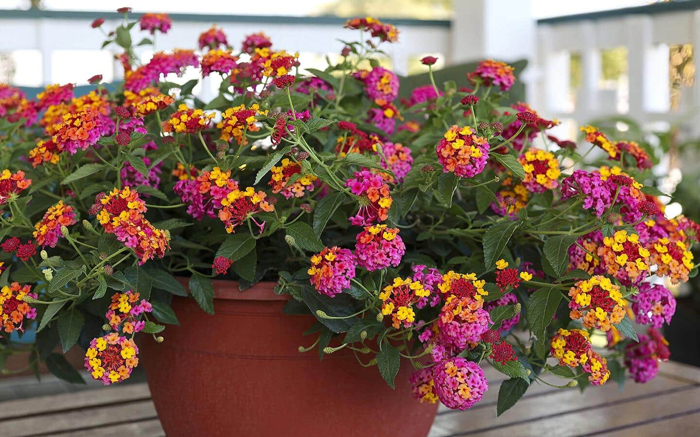 Types of Spring Flowers - The Home Depot