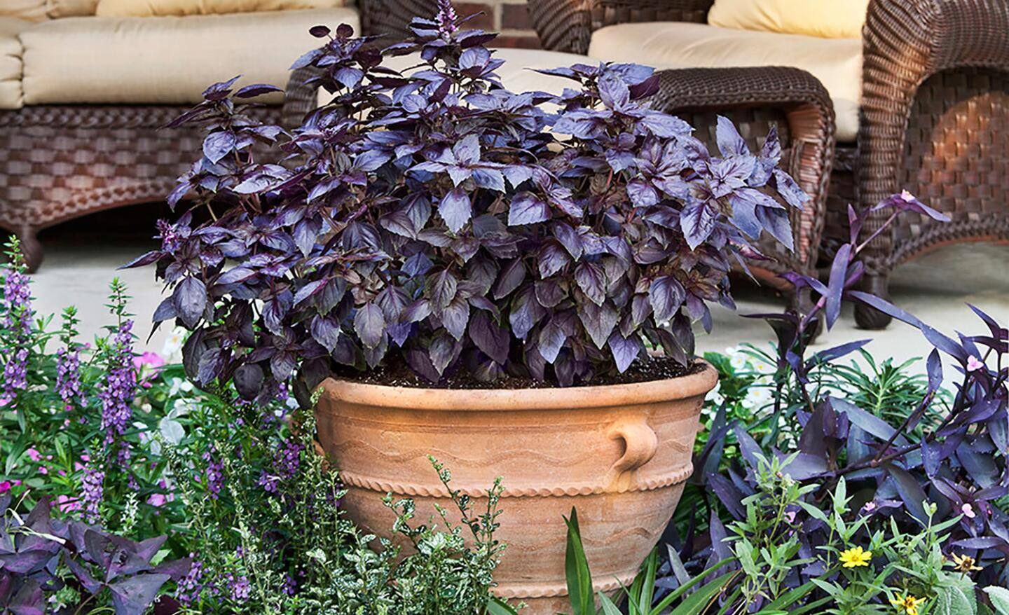 For Sale 17 Types Of Basil To Grow In Your Herb Garden Basil Leaves Fresh